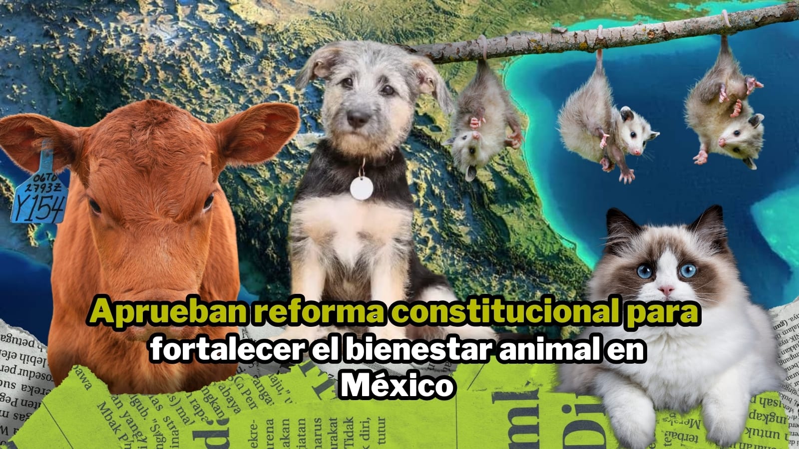 Aprueban reforma constitucional para fortalecer el bienestar animal en ...