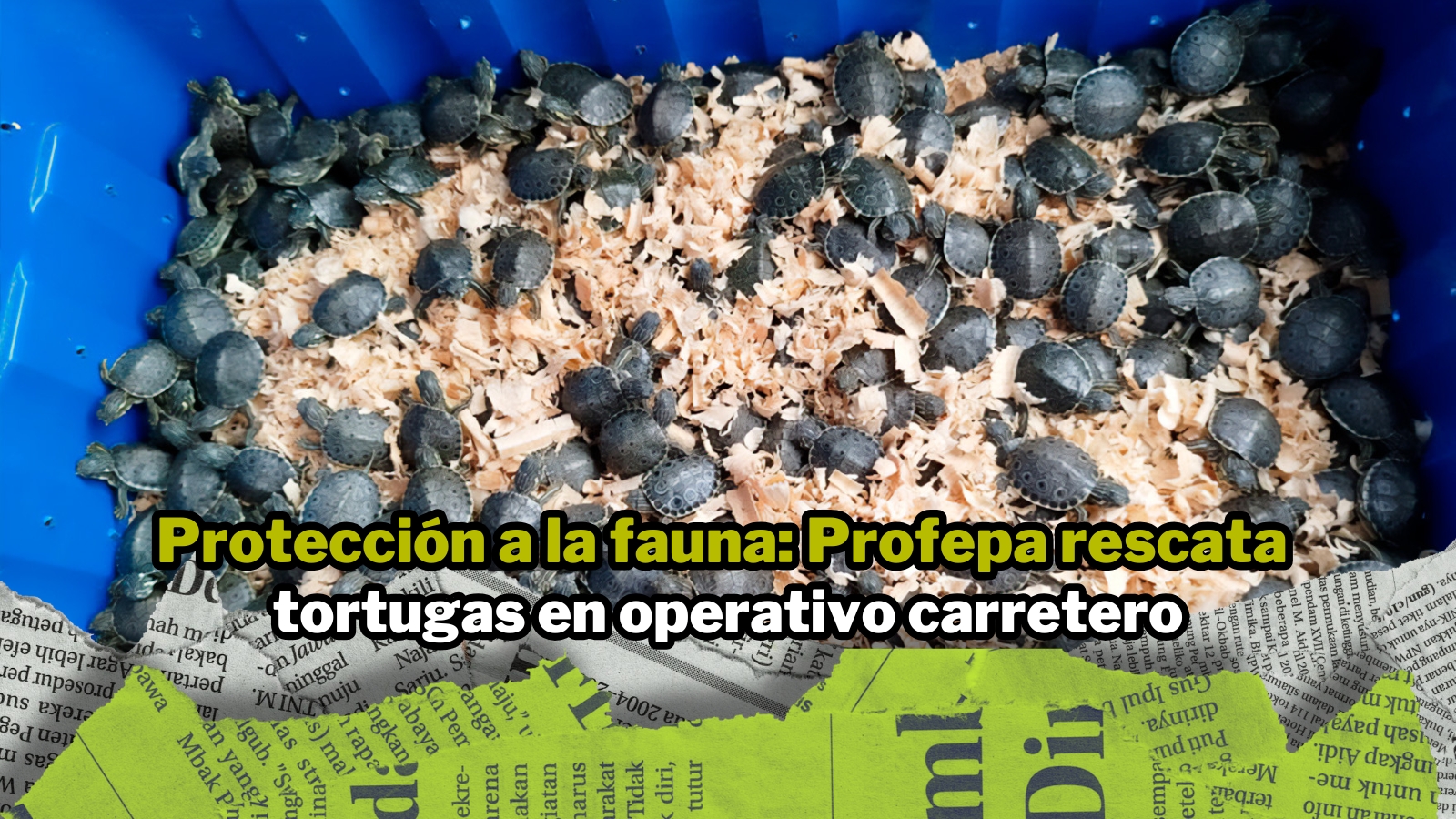 Operativo en la México-Puebla: Aseguran 320 tortugas transportadas ...