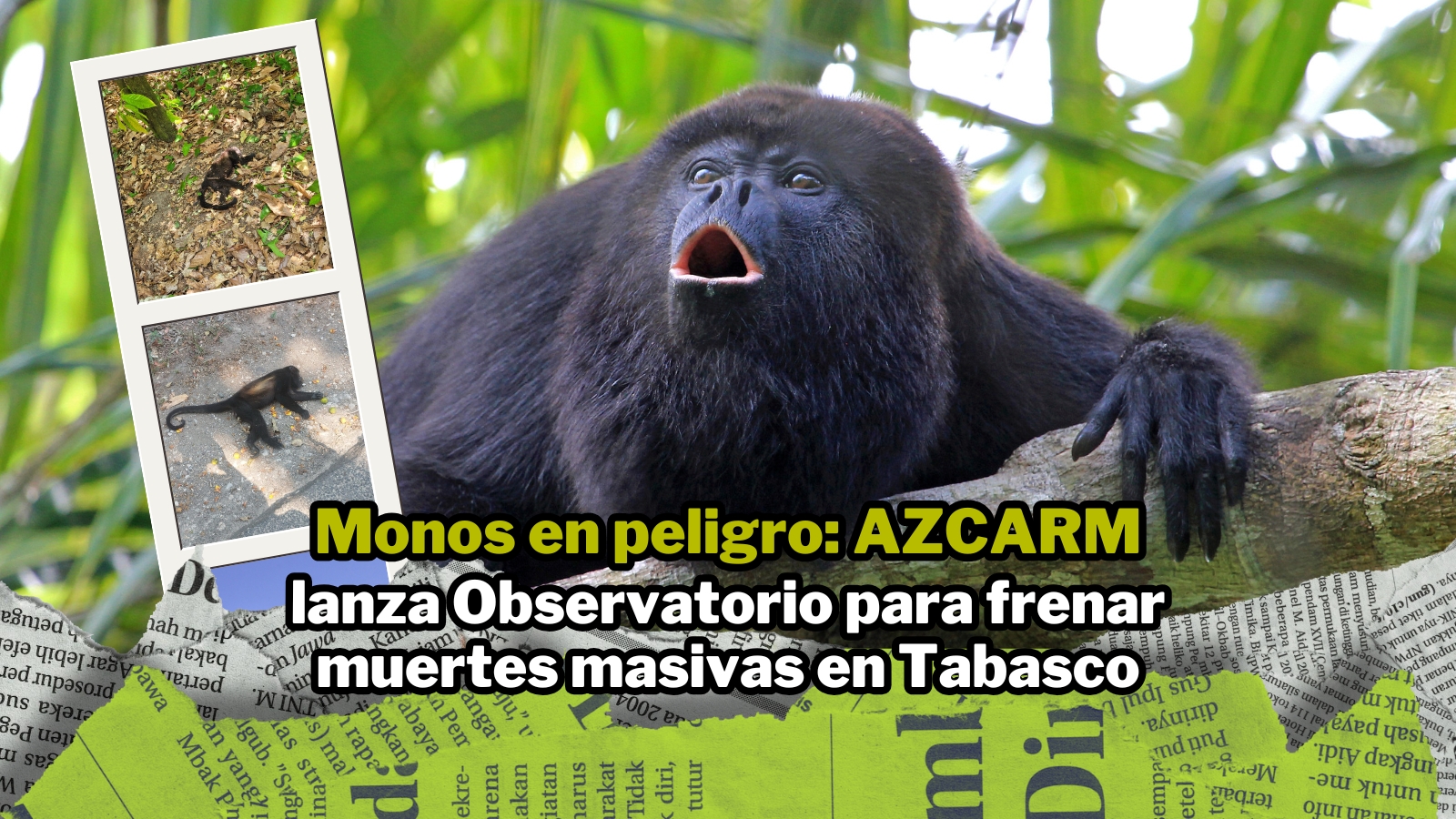 AZCARM pone manos a la obra para proteger a los monos saraguatos en el ...